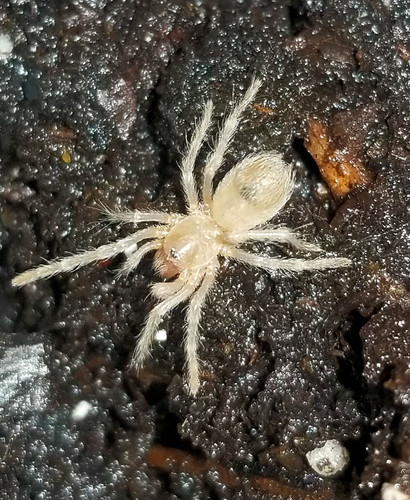 Peruvian Orange Striped Tarantula CB (Spiderling) | New Moon Reptiles