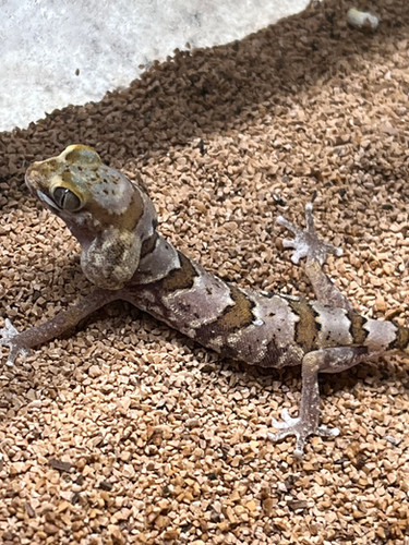 quartz gecko | New Moon Reptiles