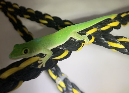 Pasteur's Day Gecko CB | New Moon Reptiles