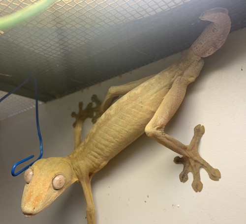 Lined Leaf-Tailed Gecko (Regrown tail) | New Moon Reptiles