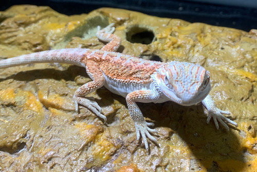 Red Bearded Dragon | New Moon Reptiles
