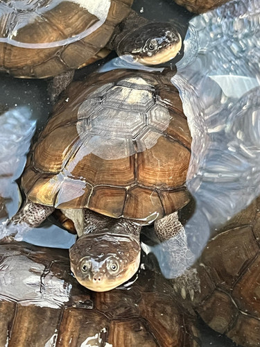 African hinge-side neck turtle 4" 6" | New Moon Reptiles