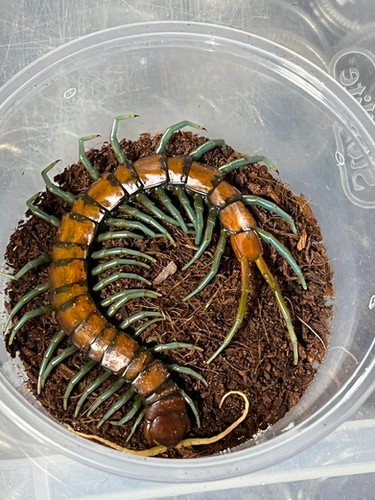 Mint Leg Centipede | New Moon Reptiles