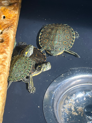 Peacock slider turtle | New Moon Reptiles