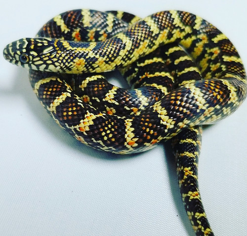 Brook's King Snake | New Moon Reptiles