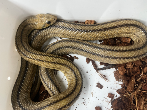 Ladder ratsnake | New Moon Reptiles
