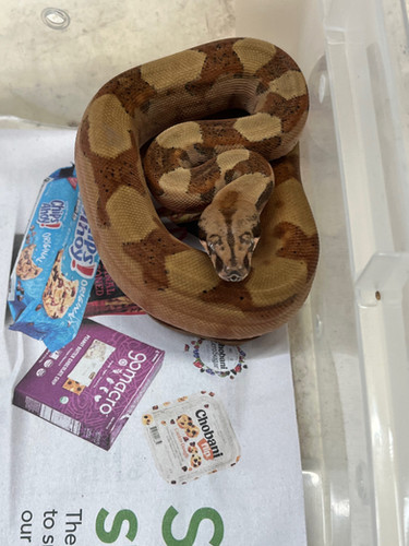 Hypo 66% DH Albino & Blood Boa | New Moon Reptiles