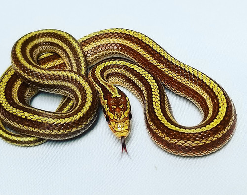 Diones Rat Snake "Striped" cb | New Moon Reptiles