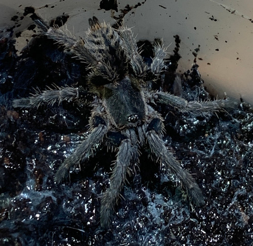 Thailand Zebra Leg Tarantula CB | New Moon Reptiles