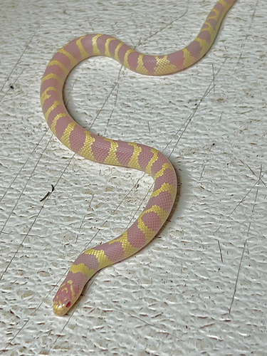 Albino Aberrant CA king Snake | New Moon Reptiles