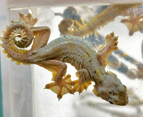 Flying Gecko | New Moon Reptiles