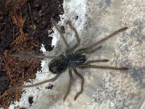 Amazon Blue Bloom Tarantula CB “sling” | New Moon Reptiles