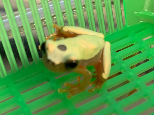 Clown Tree Frog (Peru) | New Moon Reptiles