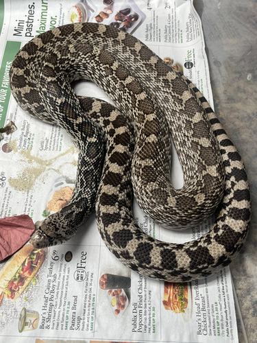Axanthic bull snake | New Moon Reptiles