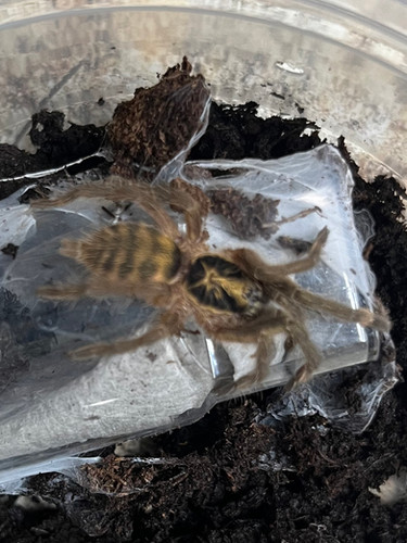 Trinidad Olive Tarantula CB | New Moon Reptiles