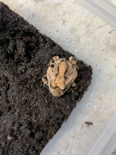 Chaco horned frog | New Moon Reptiles