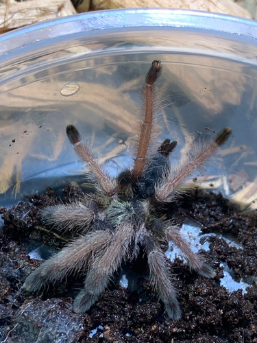 Panama Blonde Tarantula 1 1/2” | New Moon Reptiles