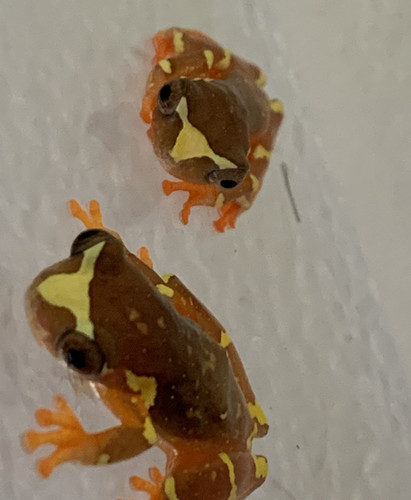 Sarayacu Clown Tree Frog | New Moon Reptiles