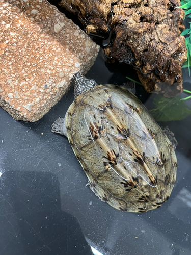 Mexican giant musk turtle 2-3” | New Moon Reptiles