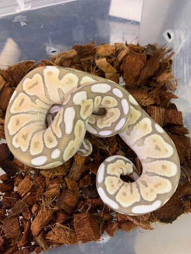 Butter spider ghost | New Moon Reptiles