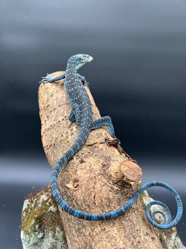 Blue tree monitor | New Moon Reptiles