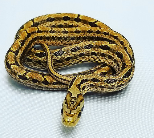 Twin spotted rat snake cb | New Moon Reptiles
