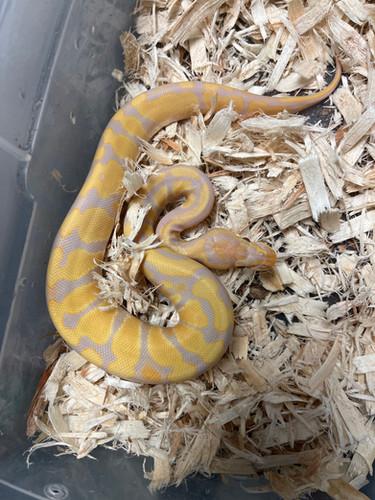 Candy ball python | New Moon Reptiles