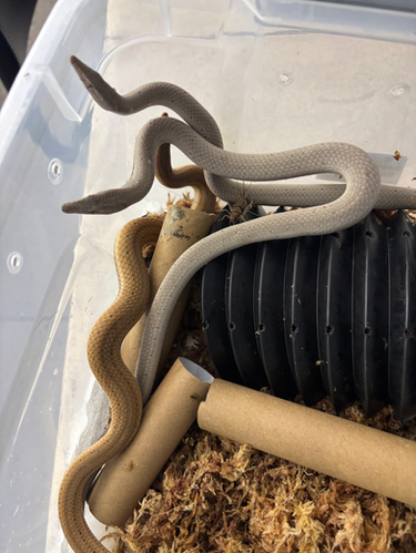 Papúa snake lizard | New Moon Reptiles