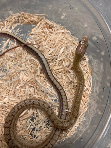 Taiwan beauty rat snake (platinum ) | New Moon Reptiles