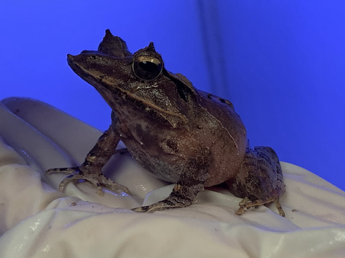 Solomon Island Leaf Frog | New Moon Reptiles