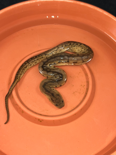 Elephant Trunk Snake | New Moon Reptiles