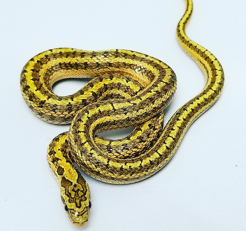 Diones Rat Snake "Beijin" | New Moon Reptiles