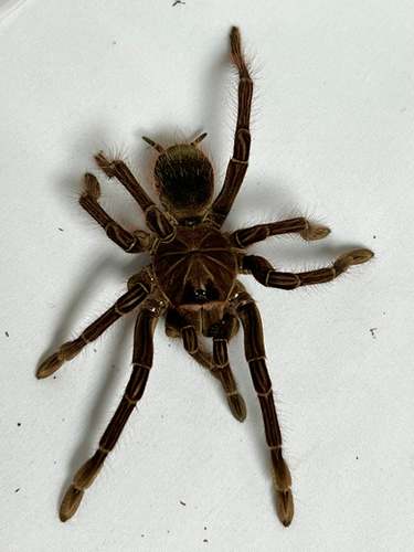 pinkfoot goliath birdeater | New Moon Reptiles