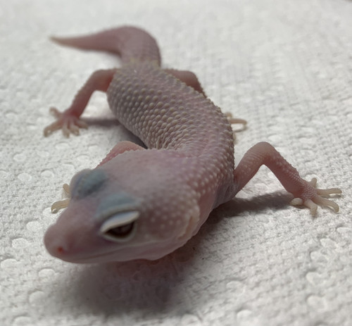Diablo Blanco Snake Eye Leopard Gecko CB | New Moon Reptiles