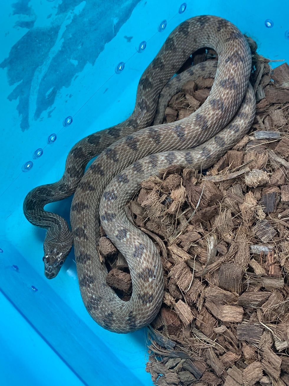SOUTH FLORIDA OTHER SNAKES | New Moon Reptiles | Miami, FL United ...