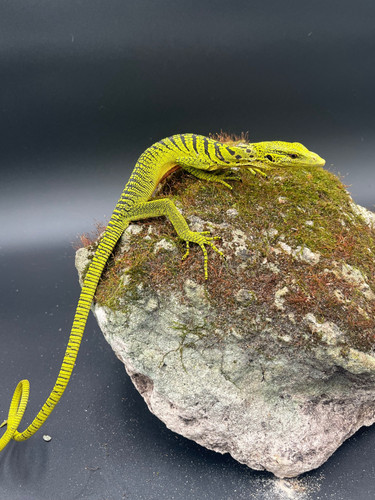 Yellow tree monitor | New Moon Reptiles