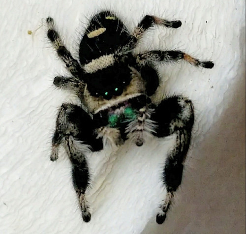 Bold Jumping Spider ( sling baby) | New Moon Reptiles