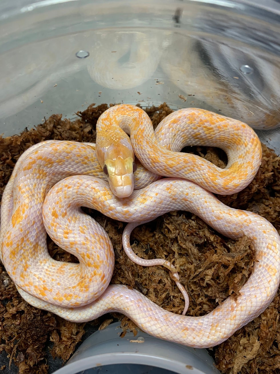 Albino calico Chinese beauty rat snake | New Moon Reptiles