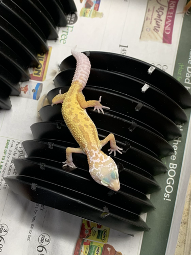 Albino Leucistic Leopard Gecko CB | New Moon Reptiles