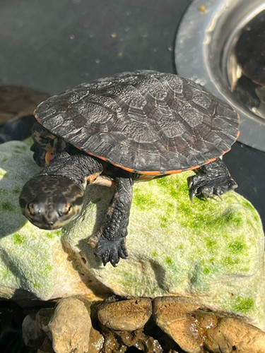 Geoffrey’s sideneck turtle | New Moon Reptiles