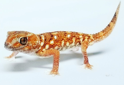 Giant Ground Gecko | New Moon Reptiles