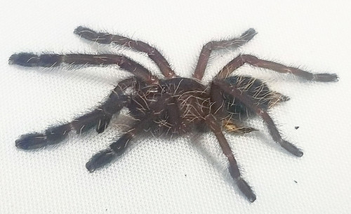 Sumatran Tiger Tarantula | New Moon Reptiles