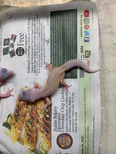 Blizzard Leopard Gecko CB | New Moon Reptiles