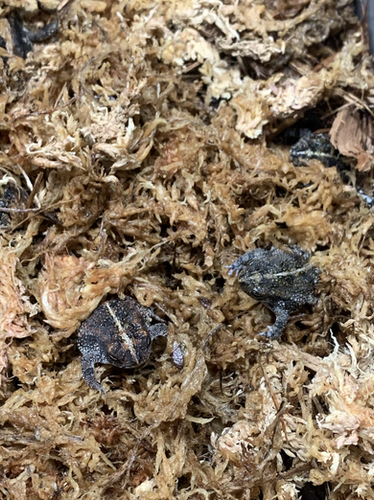 Oak toad | New Moon Reptiles