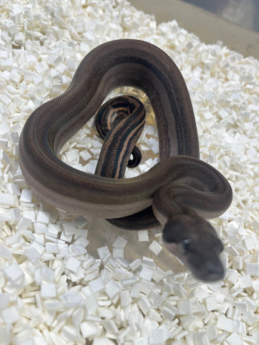Eclipse Het Albino Boa Constrictor | New Moon Reptiles