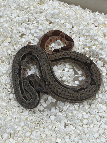 Hypo DH Albino & Leopard Boa Constrictor | New Moon Reptiles