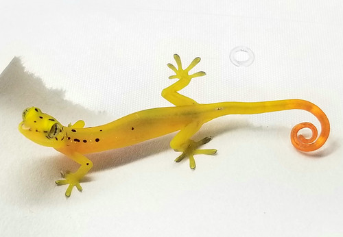 Polillo Gecko CB | New Moon Reptiles