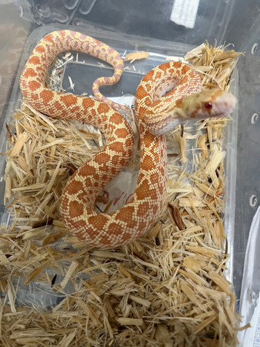 Sonora albino gopher snake | New Moon Reptiles