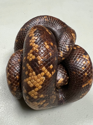 Calabar Burrowing Python | New Moon Reptiles