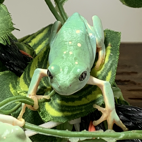 Mexican Leaf Frog CB | New Moon Reptiles
